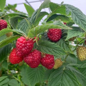 Självplock hallon | Gydans Hallon Tvååker | Halland