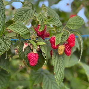 Självplock hallon | Gydans Hallon Tvååker | Halland